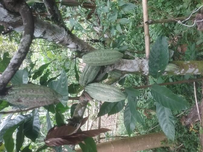 Pondok Dawo Bali | Videos | Dawo Wayan Bali | Gan Jing World