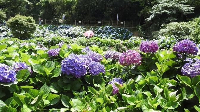A Beautiful Hydrangea Field in Northern Taiwan | Videos | 美台灣 Beautiful ...