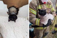 Meet John, the Cat Who Got Stuck in a Pipe and Was Rescued by ...
