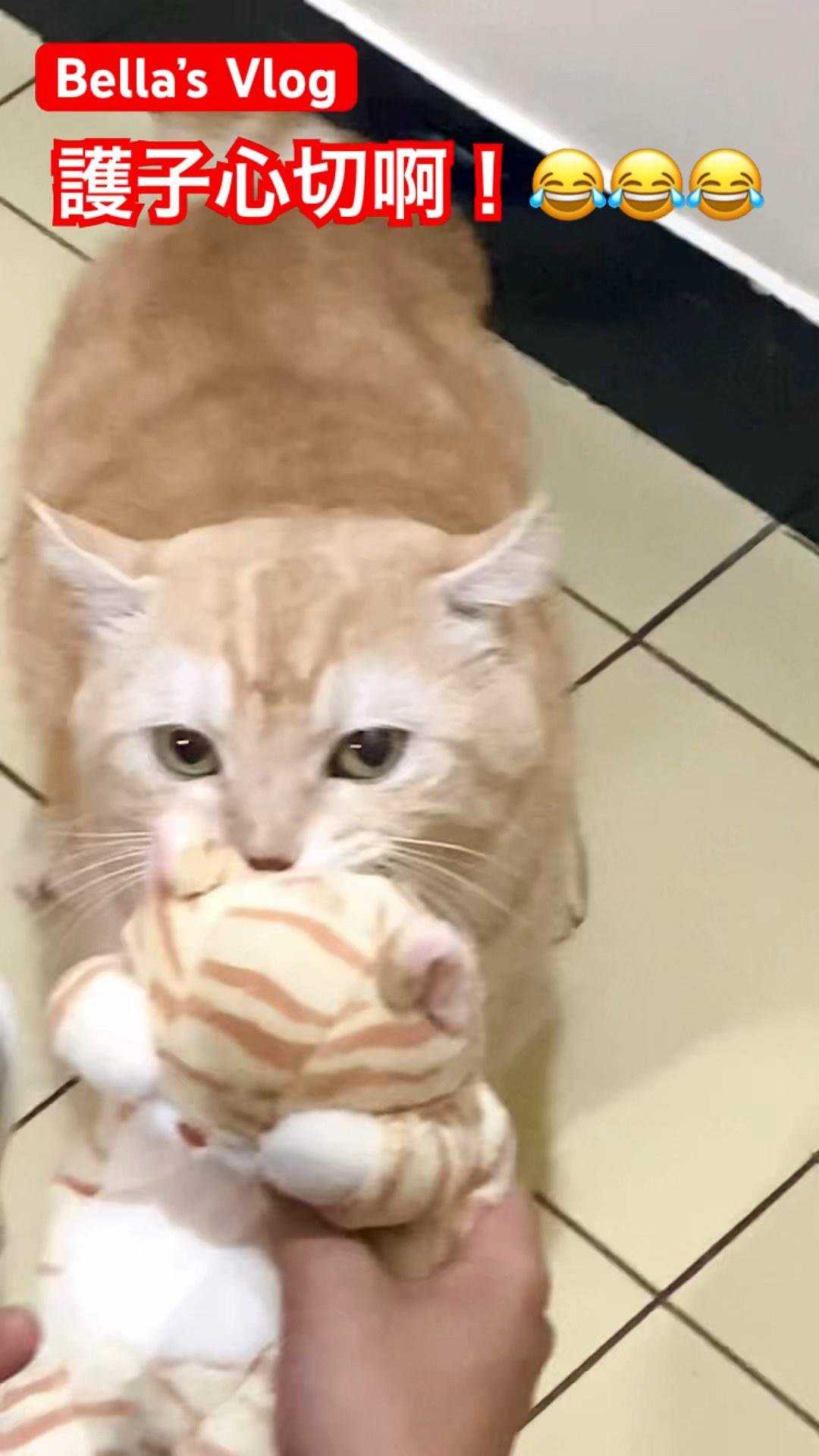 搶鉛筆盒的酷貓咪！ 他認為那是他的 「寶貝兒子」啊！哈哈😆#taiwan #貓 #萌宠 #cat | Shorts | Bella’s ...