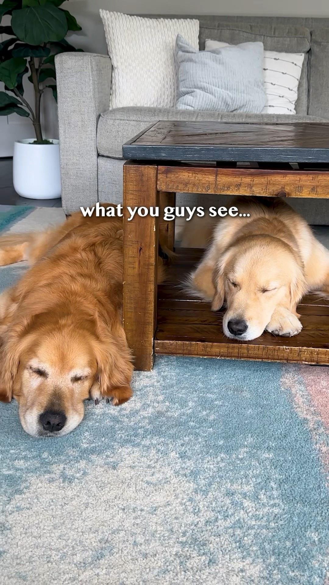 I can’t believe my dogs still do this 🥹 | Shorts | Ellie Golden Life ...