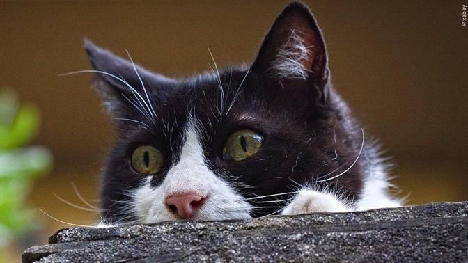 Declaration Gives 19 Cats Care for Life at Mexico’s Presidential Palace ...