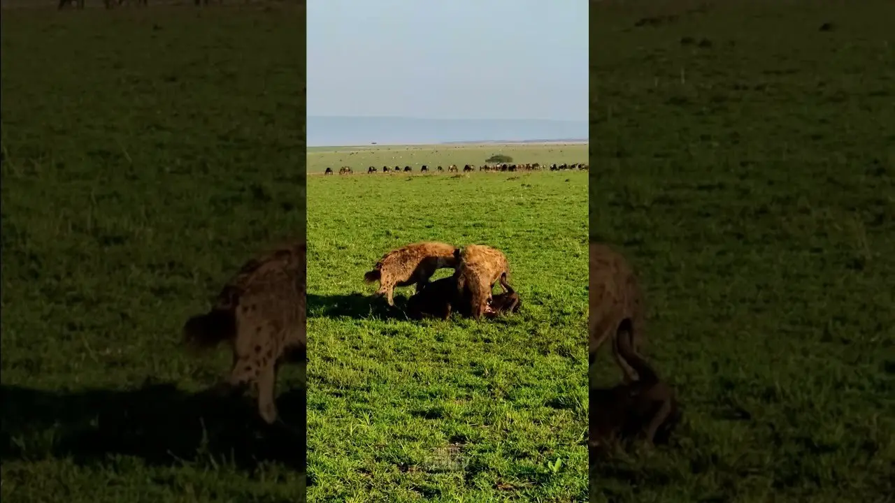 Hyenas Feast On Wildebeest #Wildlife | # | Rob The Ranger Wildlife ...