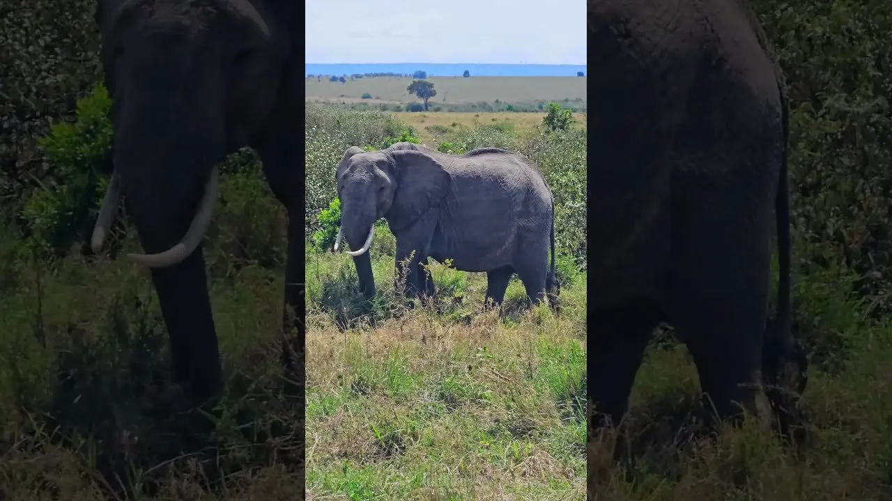 Enjoy This Elephant Sighting!! | #Wildli | Rob The Ranger Wildlife ...