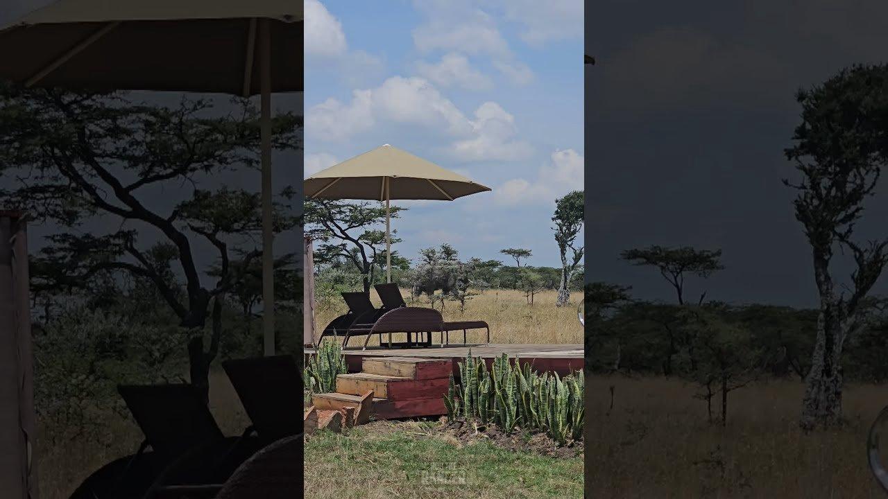 Watching An Elephant From A Guest Room!! | #Wildlife #ShortsAfrica ...