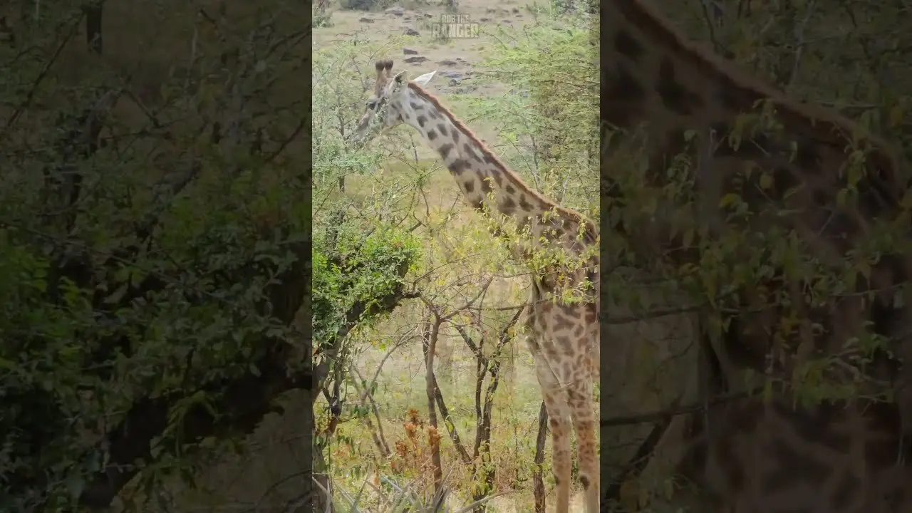 Lunch With Giraffe | #Wildlife #ShortsAf | Rob The Ranger Wildlife ...